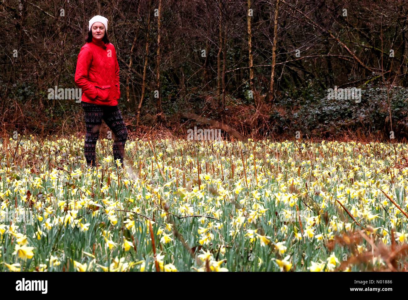 UK Weather: Carpet of Wild daffodils in bloom at Dunsford woods ...