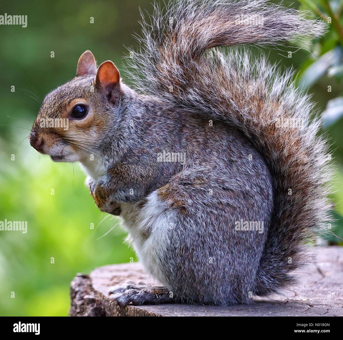 Grey squirrel (Sciurus carolinensis) at Stover Park in Devon, UK. 8 ...
