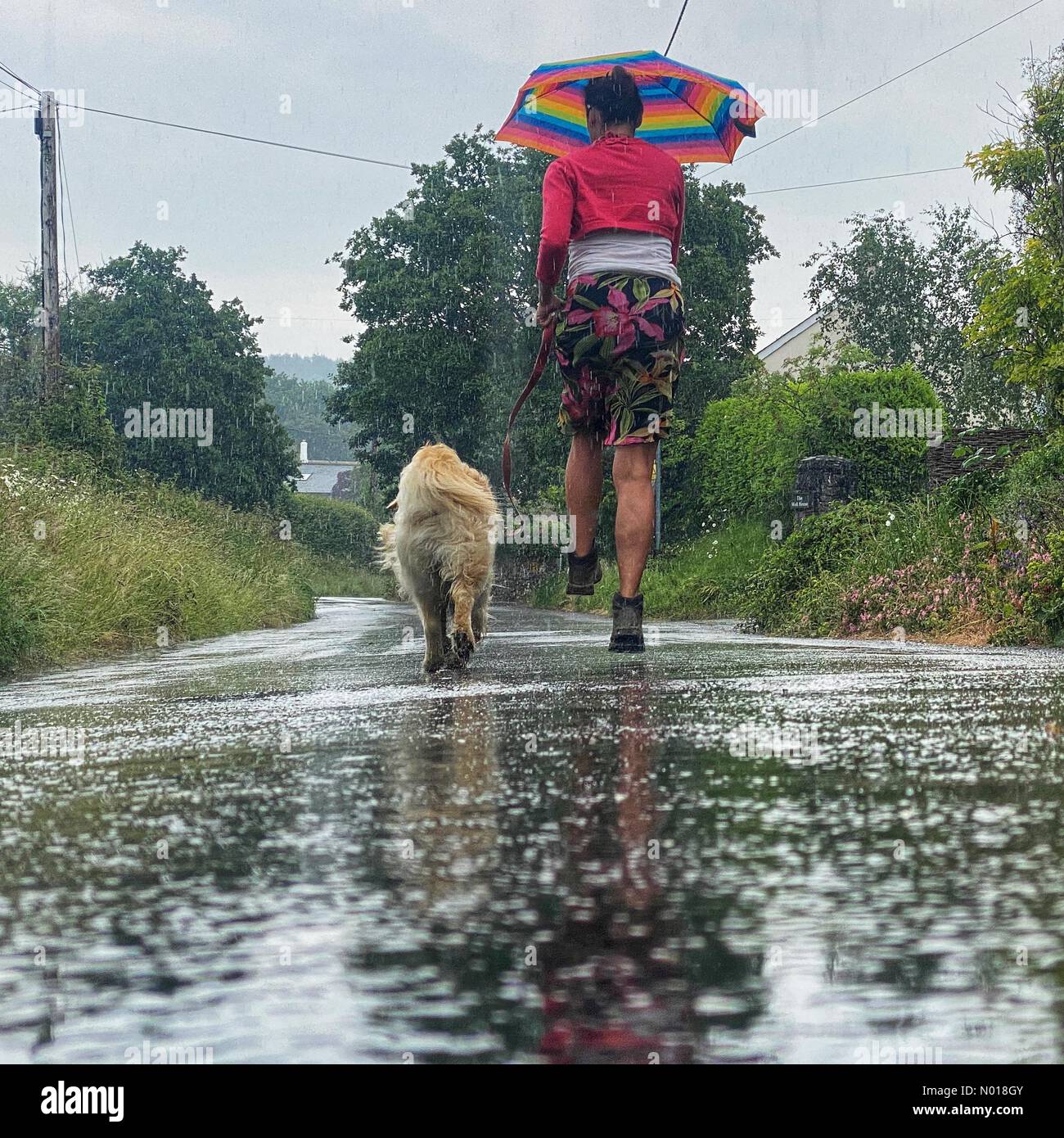 UK Weather: Heavy rain downpour in Doddiscombsleigh, Devon, UK. 10 June ...