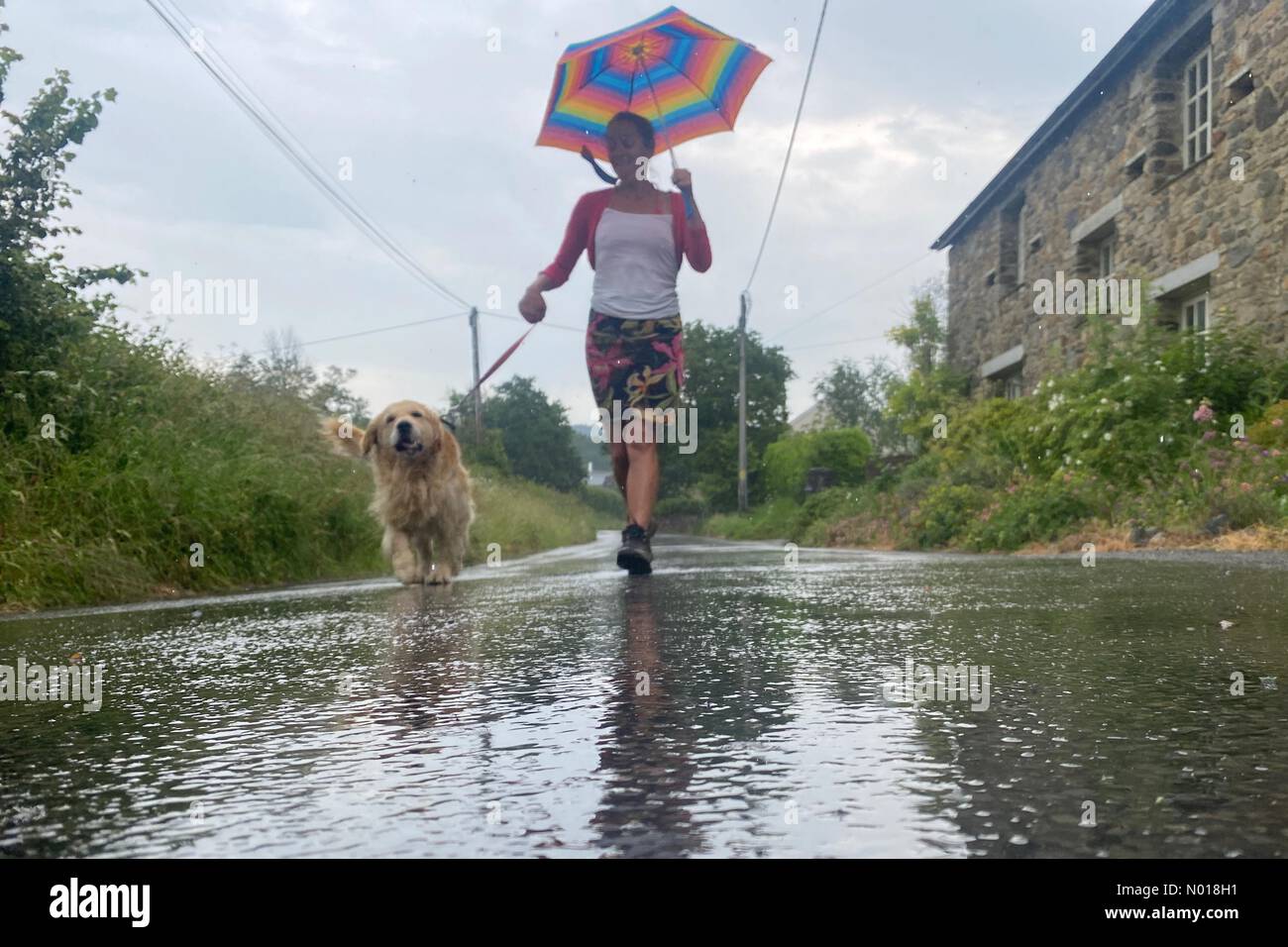UK Weather: Wet dog walk in Heavy rain downpour in Doddiscombsleigh ...