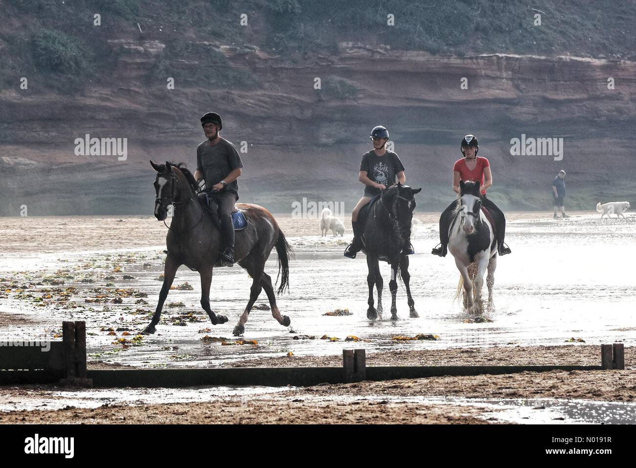 UK weather: Horses exercise on Exmouth beach in a warm sunny morning ...