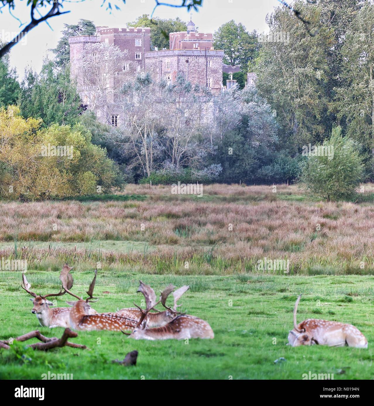 Deer relax at Powderham Castle as the nearby village of Kenton recovers ...