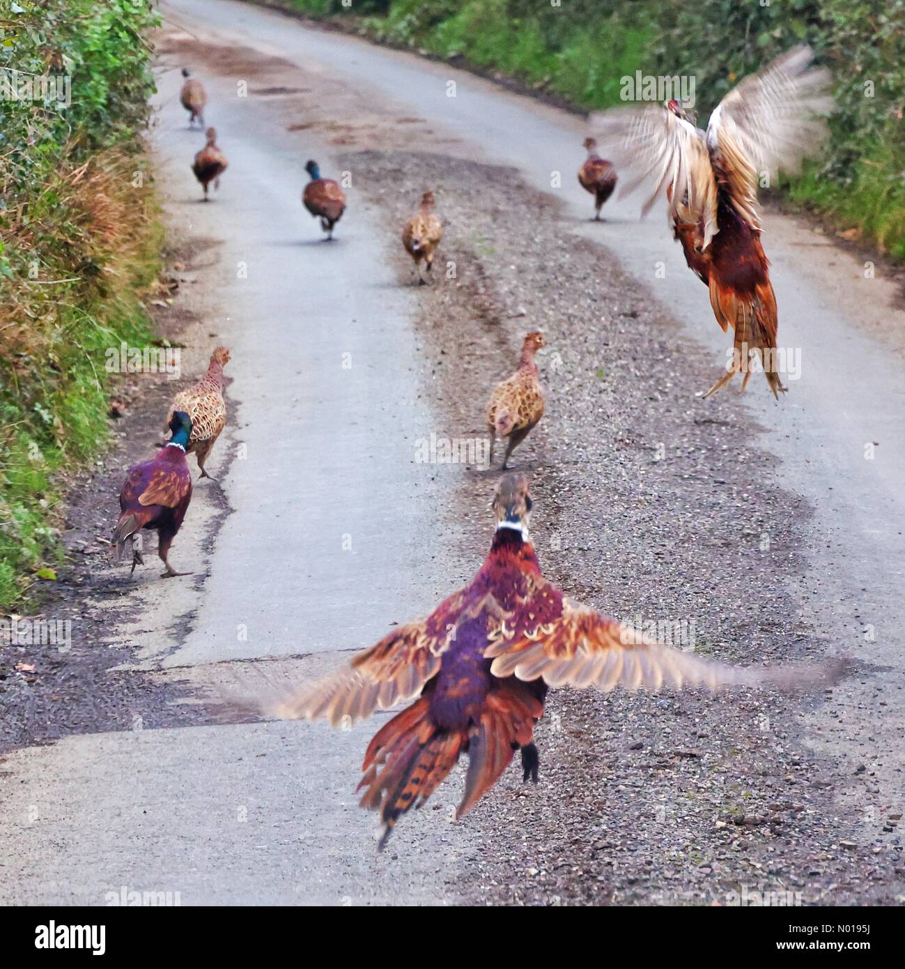 A bevy of brave pheasants traverse a lane on the eve of shooting season ...