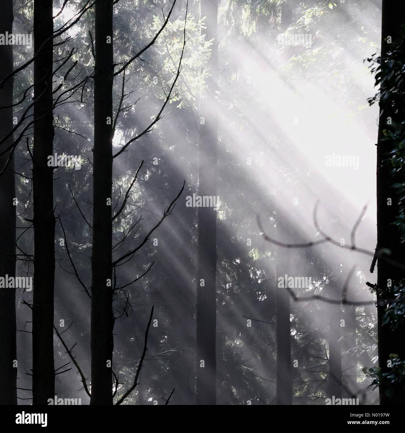 UK Weather: Sun rays through a misty Canonteign woods in the Teign ...