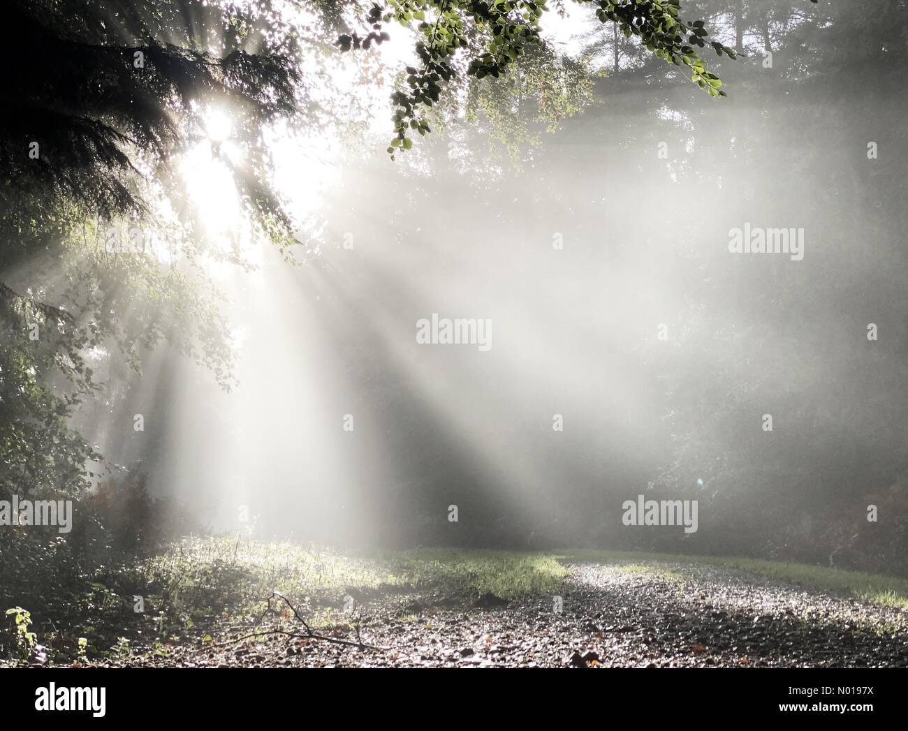 UK Weather: Sun rays through a misty Canonteign woods in the Teign ...