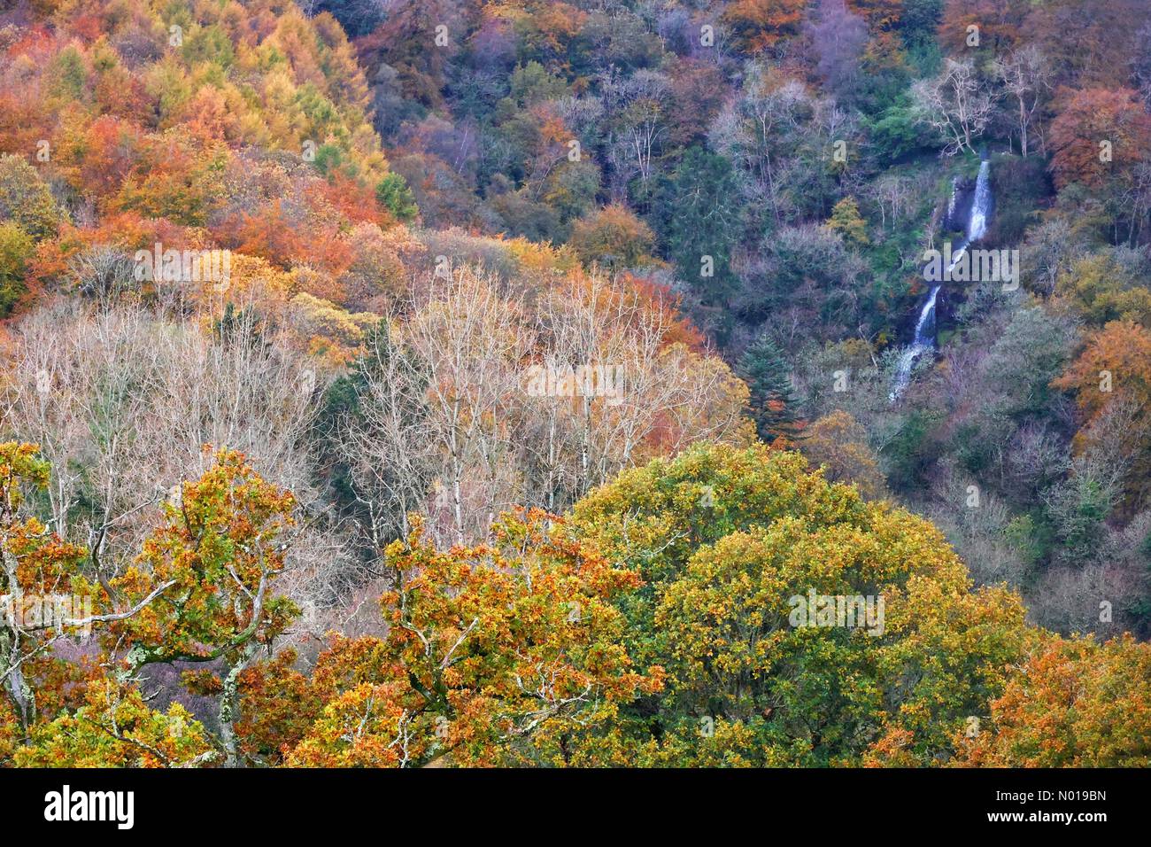 Chudleigh, South Devon, England. 9 Nov 2023. Autumnal Canonteign ...