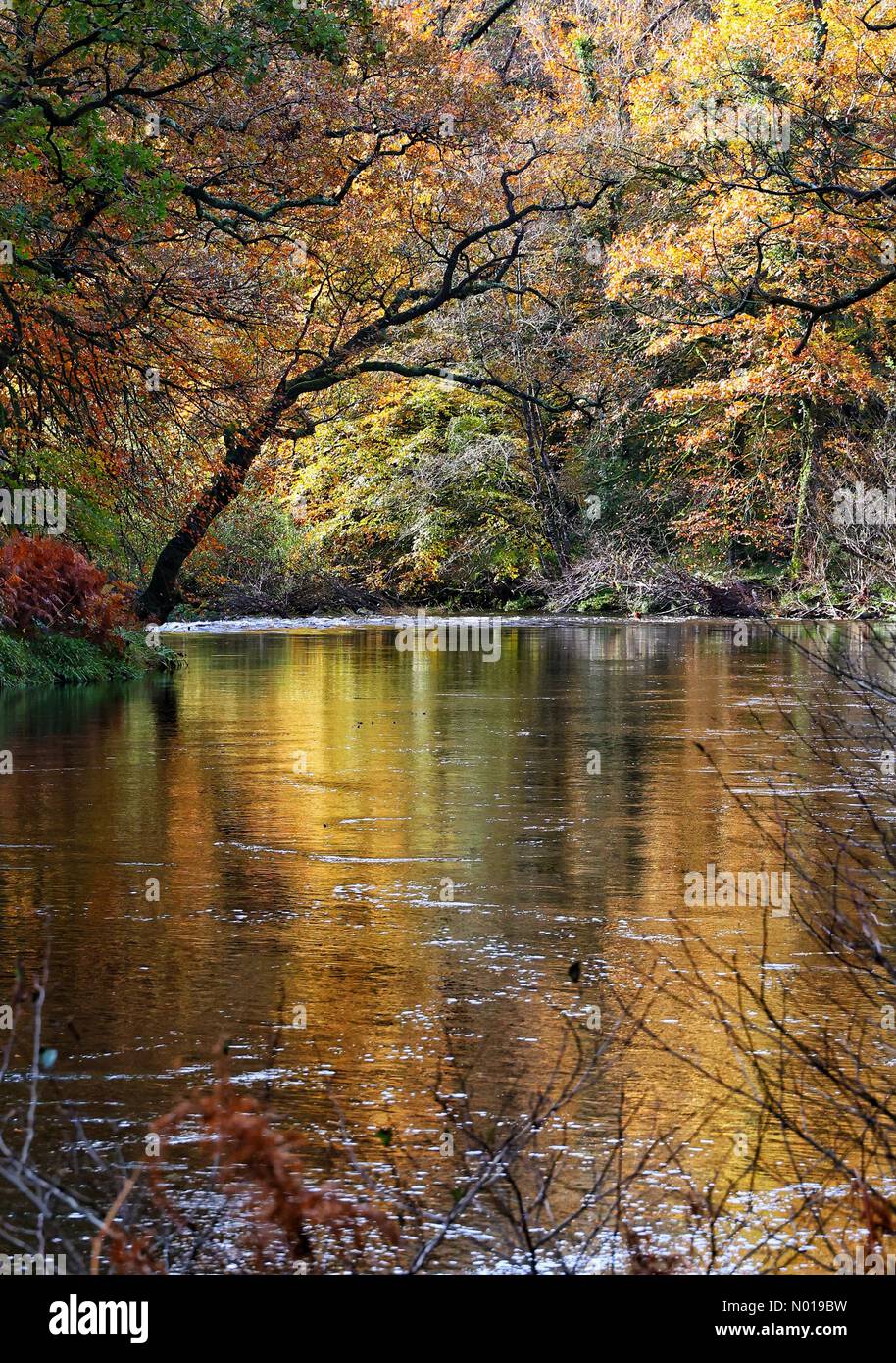 Tranquil River Dart with colourful Autumn reflections at Hembury Woods ...