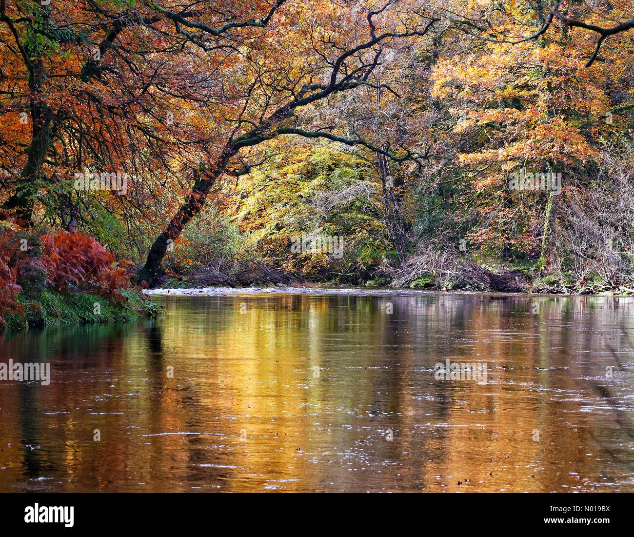 Tranquil River Dart with colourful Autumn reflections at Hembury Woods ...
