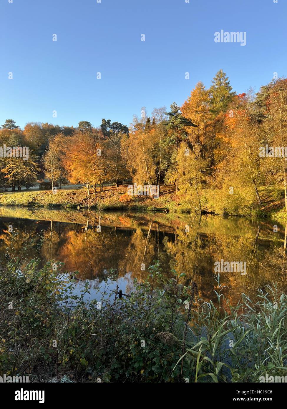 Godalming, Surrey, UK. 11th Nov 2023. UK Weather: Autumn colours in ...