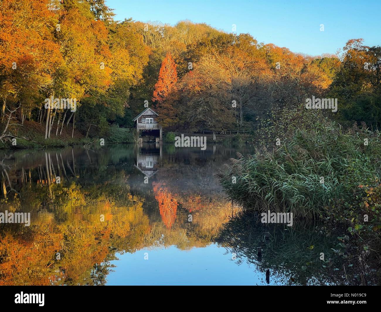 Godalming, Surrey, UK. 11th Nov 2023. UK Weather: Autumn colours in ...