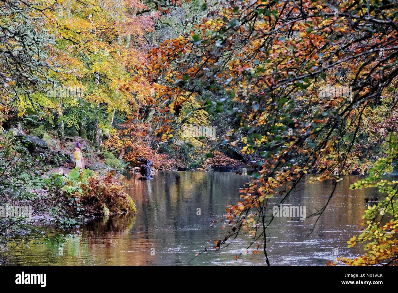 River Teign, Devon. 11th Nov 2023. UK Weather: Autumn leaves changing ...
