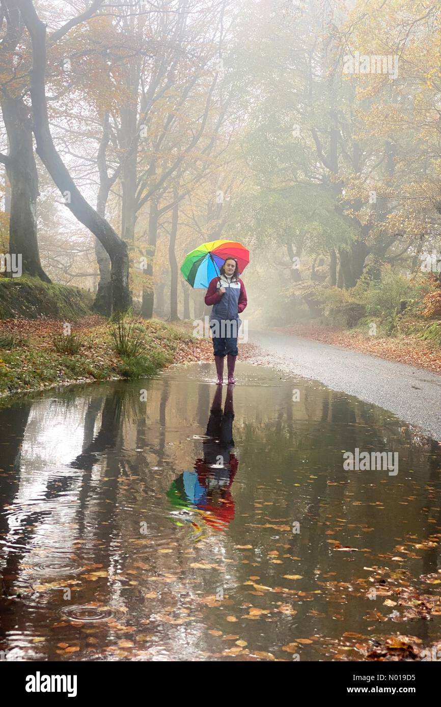 UK Weather: Raich Keene on a wet misty walk in Haldon Forest nr Exeter ...