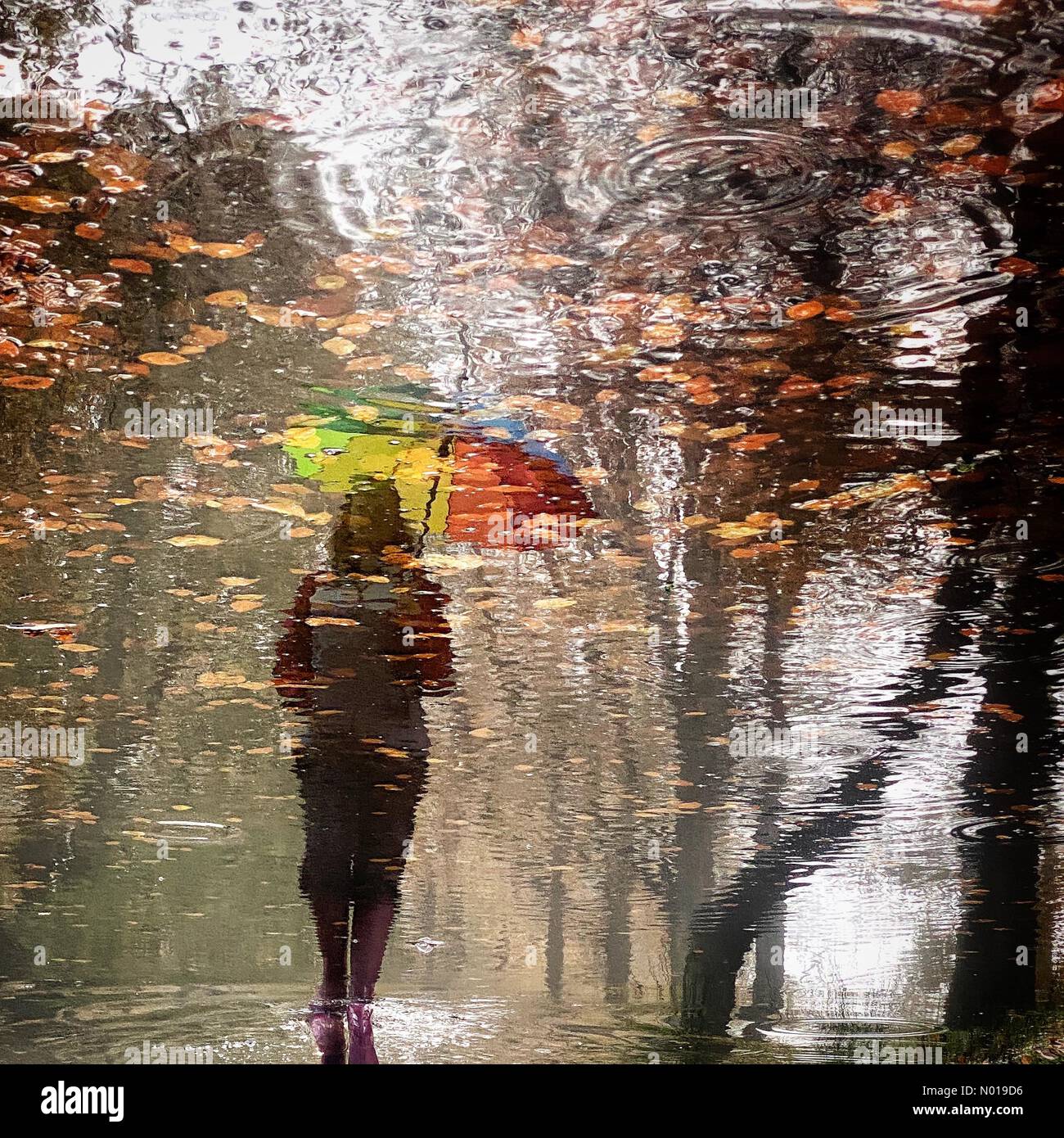 UK Weather: Autumn puddle reflections in Haldon Forest nr Exeter, Devon, UK. 11 November, 2023 ...