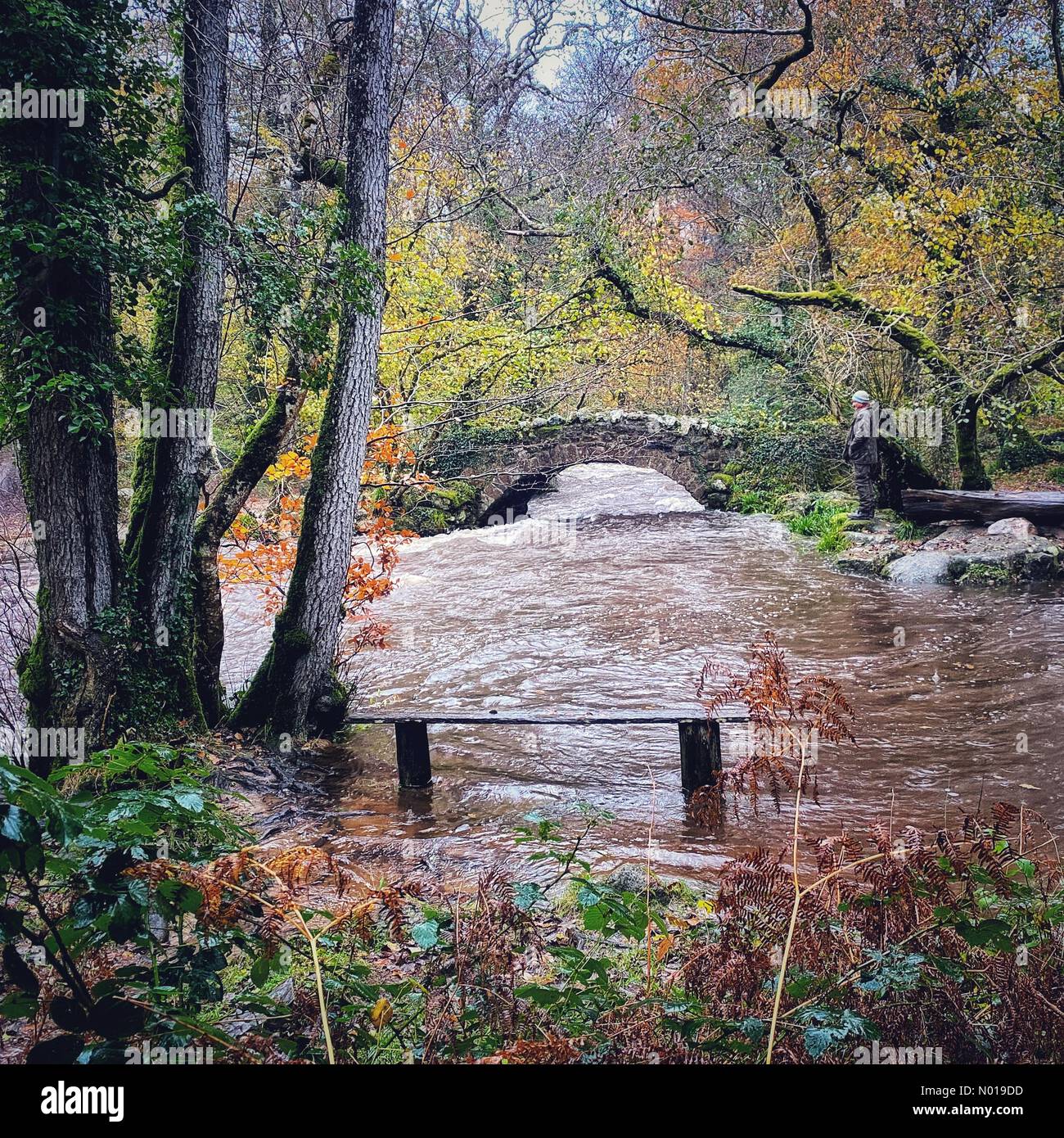 UK Weather: Heavy rain River Bovey in High water at ancient Hisley ...