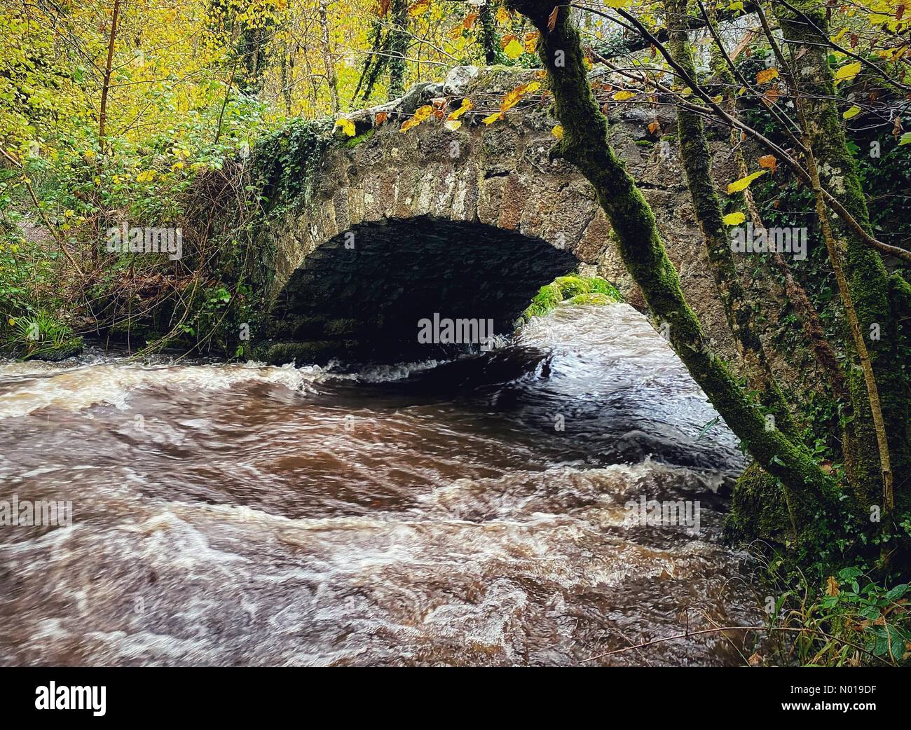 UK Weather: Heavy rain River Bovey in High water at ancient Hisley ...