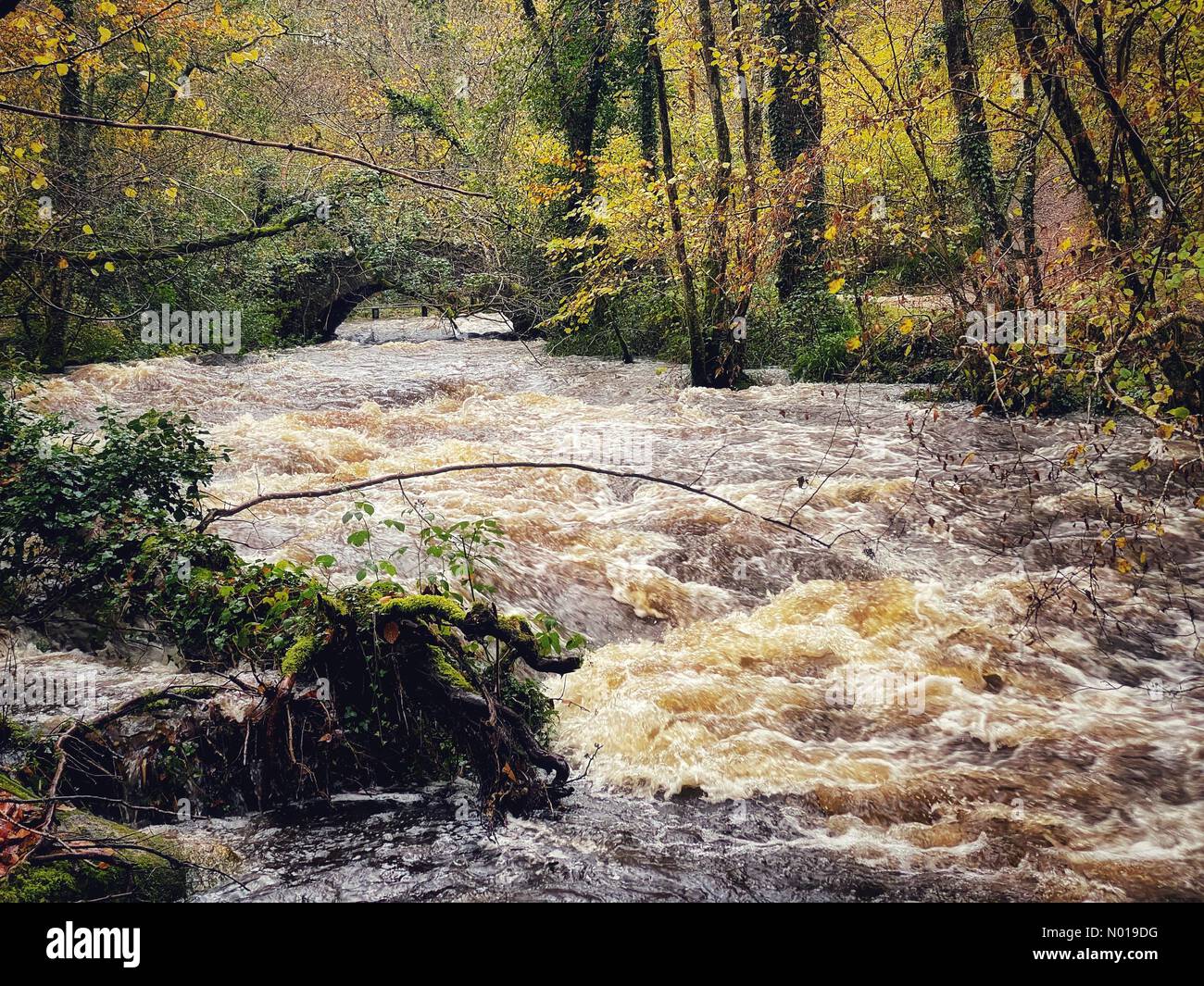 UK Weather: Heavy rain River Bovey in High water at ancient Hisley ...