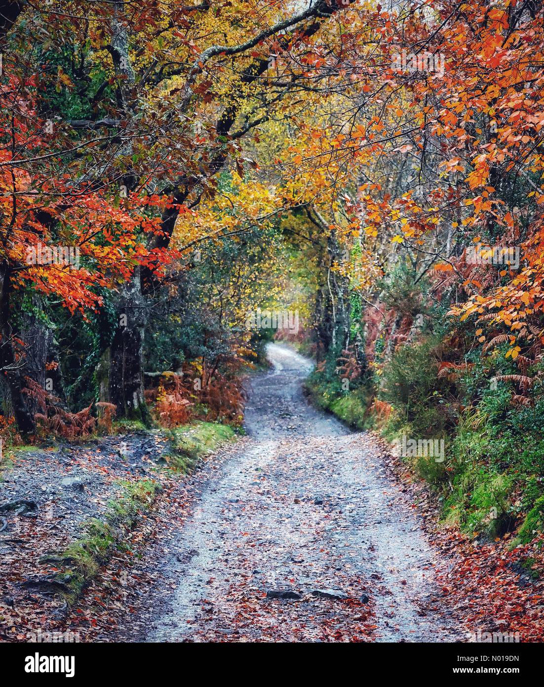 UK Weather: Autumnal Old Manaton road on Dartmoor, Devon, UK. 16 ...