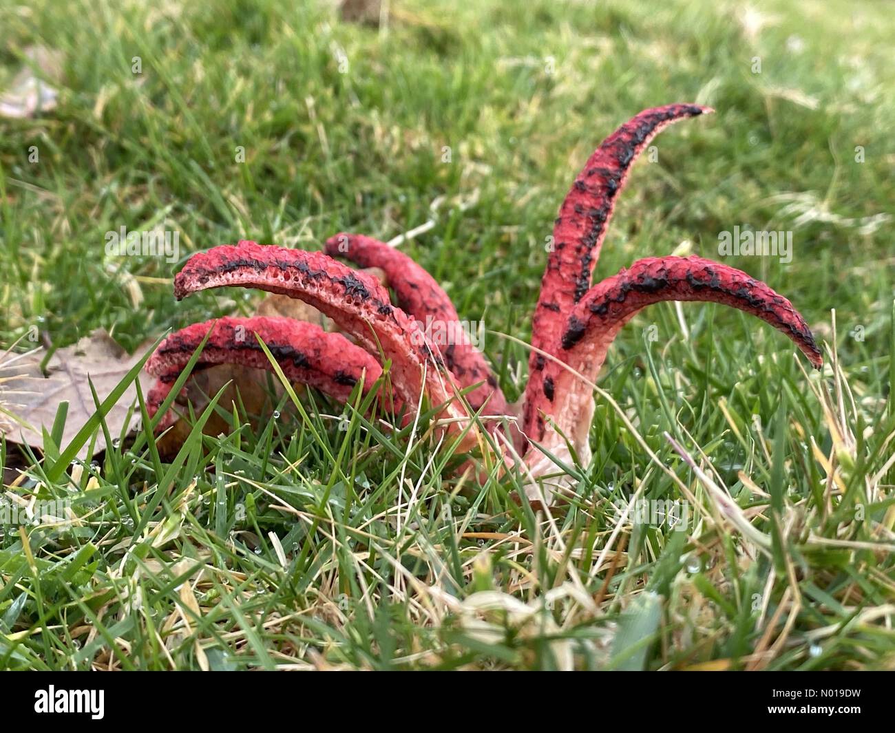 Rare eye catching Devils fingers fungus ‘Clathrus archeri' a smelly ...