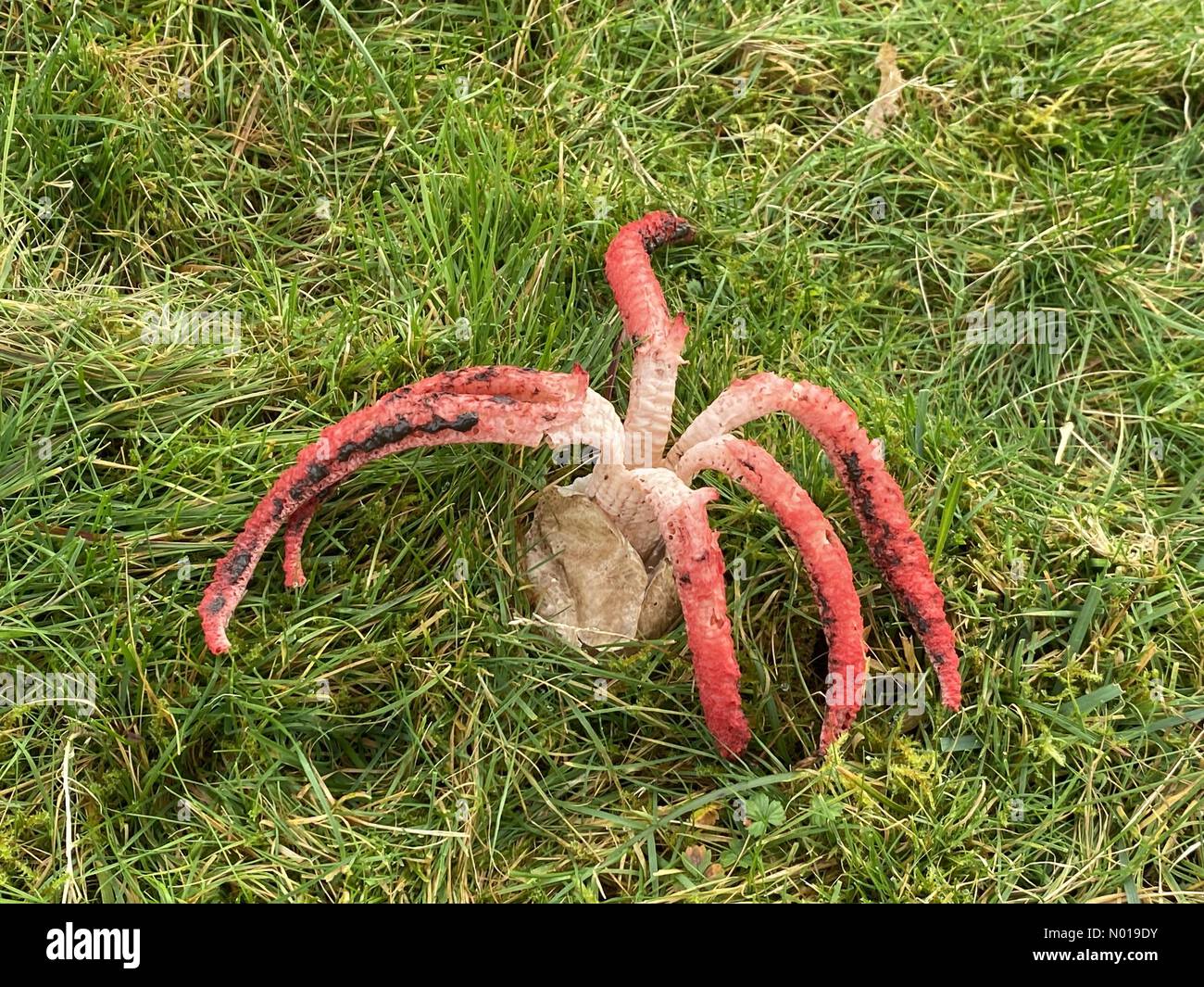 Rare eye catching Devils fingers fungus ‘Clathrus archeri' a smelly ...