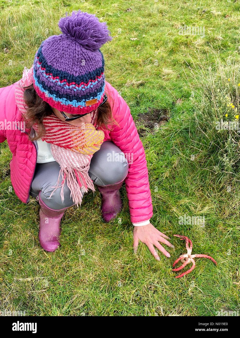 Rare eye catching Devils fingers fungus ‘Clathrus archeri' a smelly ...
