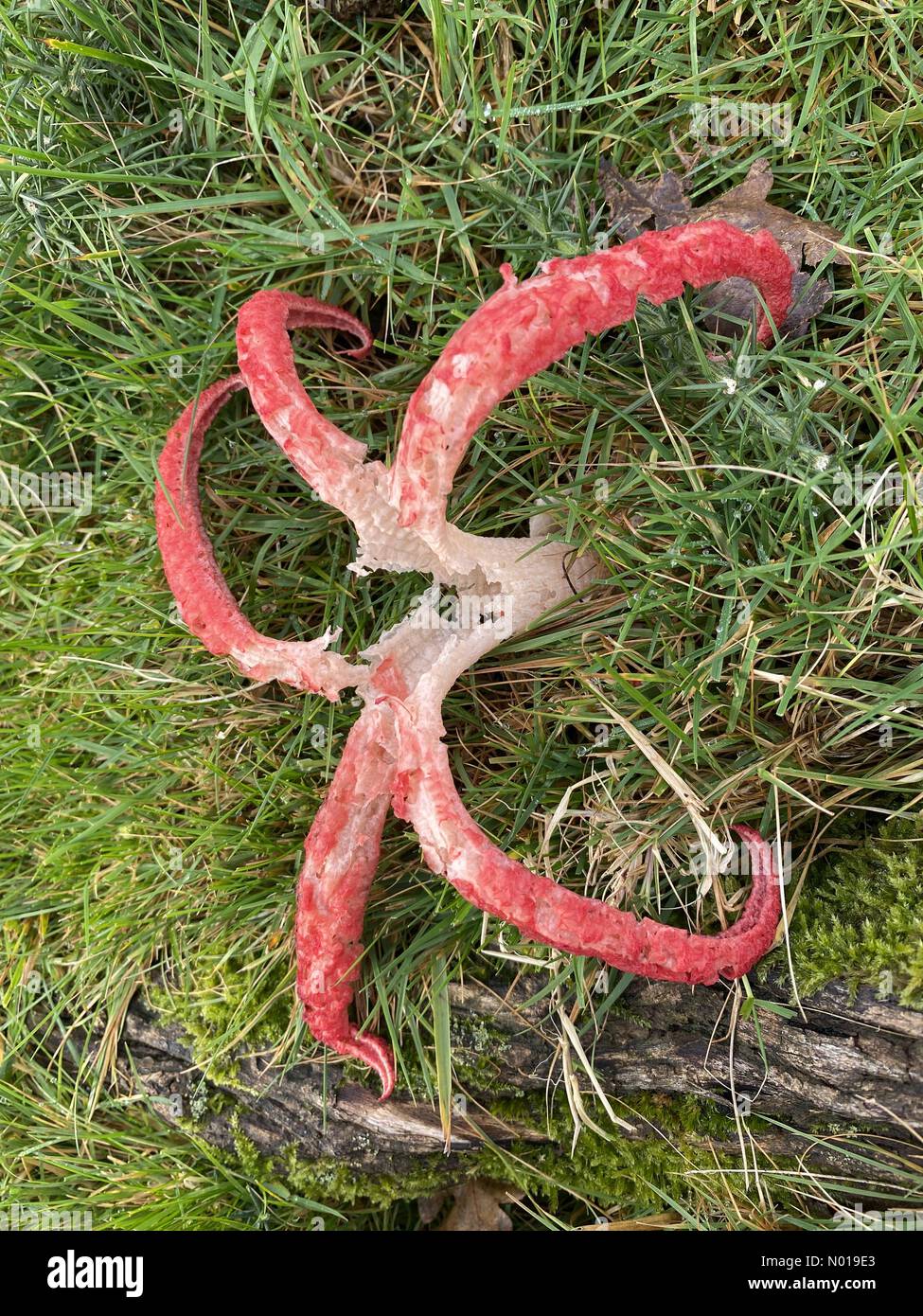 Rare eye catching Devils fingers fungus ‘Clathrus archeri' a smelly ...
