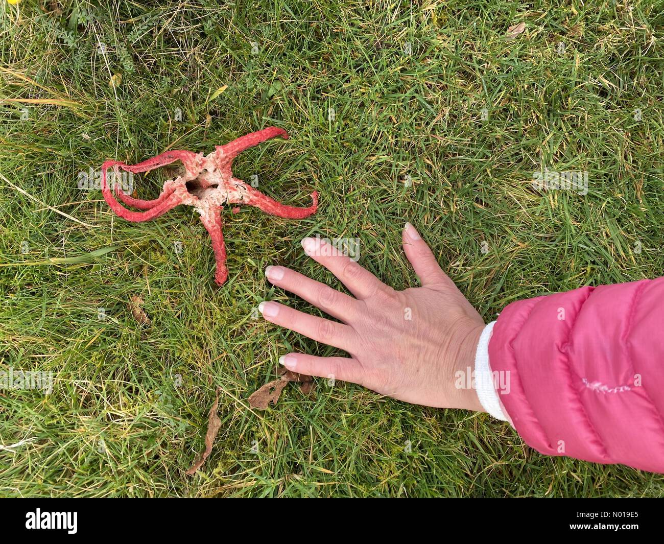 Rare eye catching Devils fingers fungus ‘Clathrus archeri' a smelly ...
