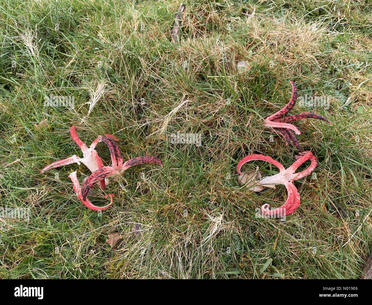 Rare eye catching Devils fingers fungus ‘Clathrus archeri' a smelly ...