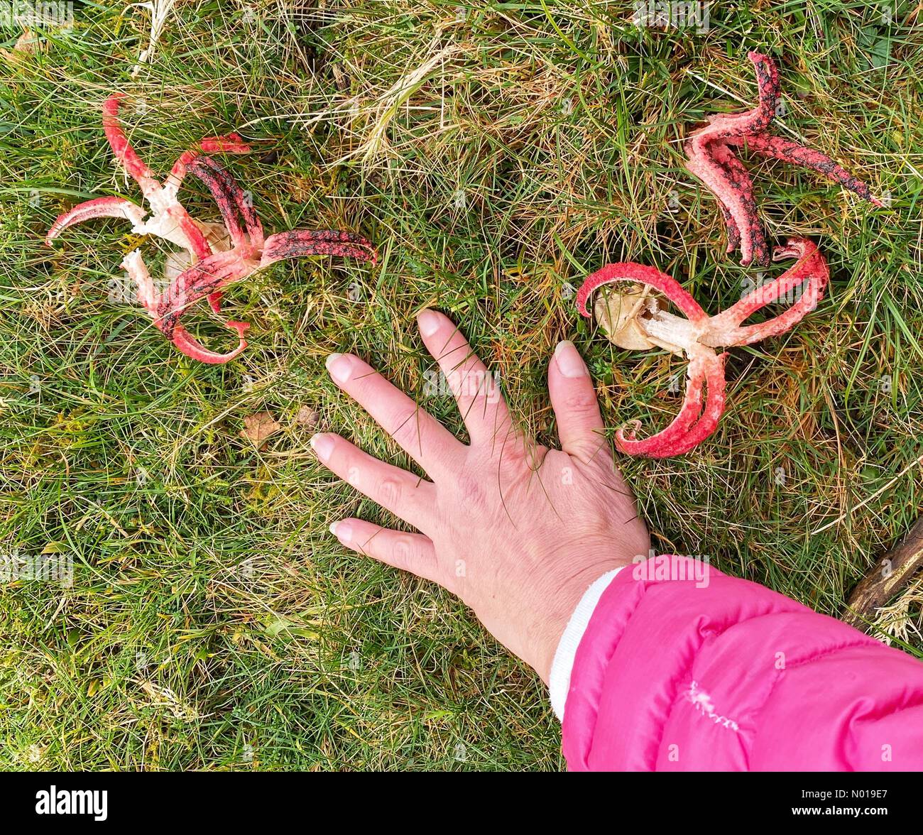 Rare eye catching Devils fingers fungus ‘Clathrus archeri' a smelly ...