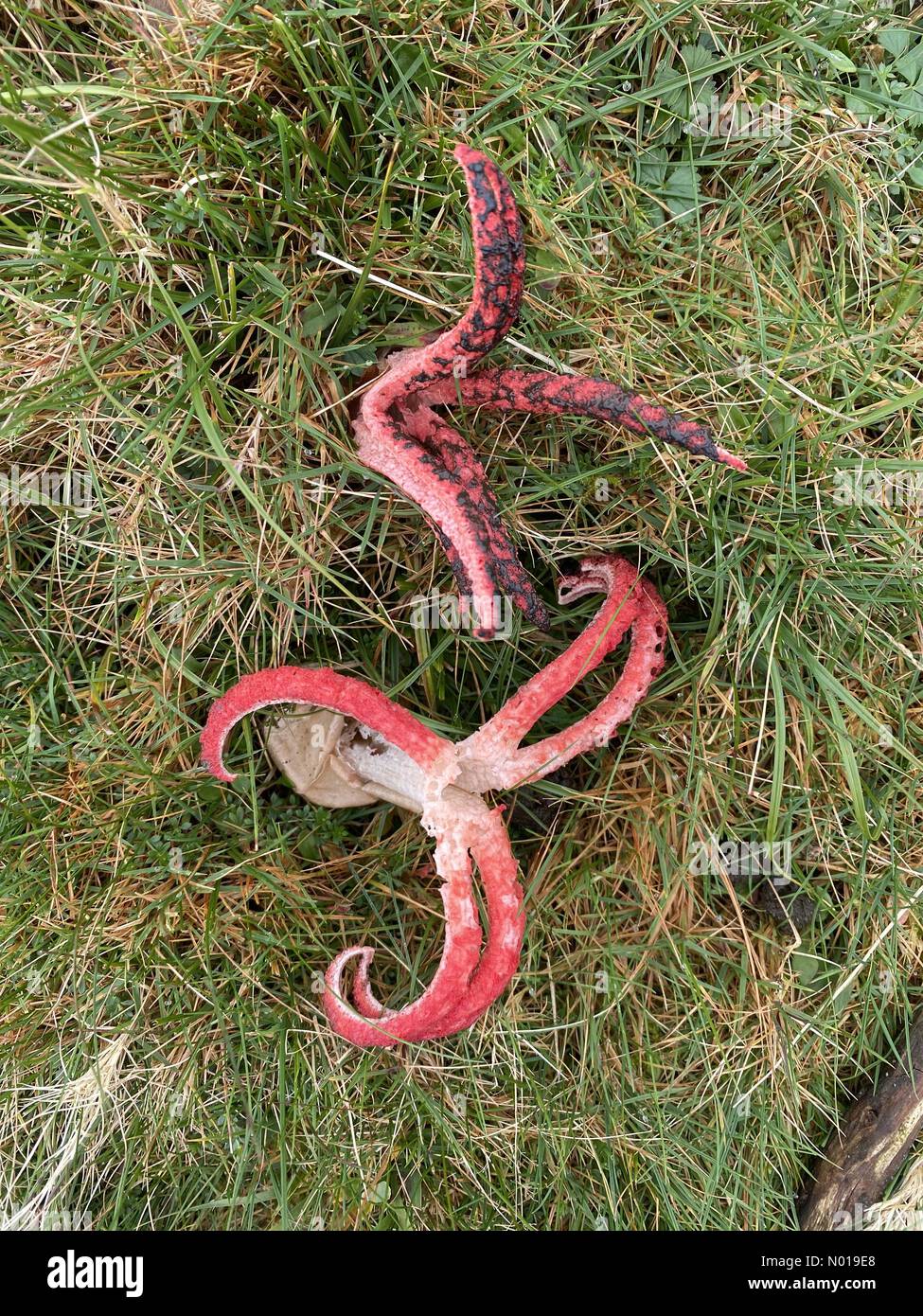Rare eye catching Devils fingers fungus ‘Clathrus archeri' a smelly ...