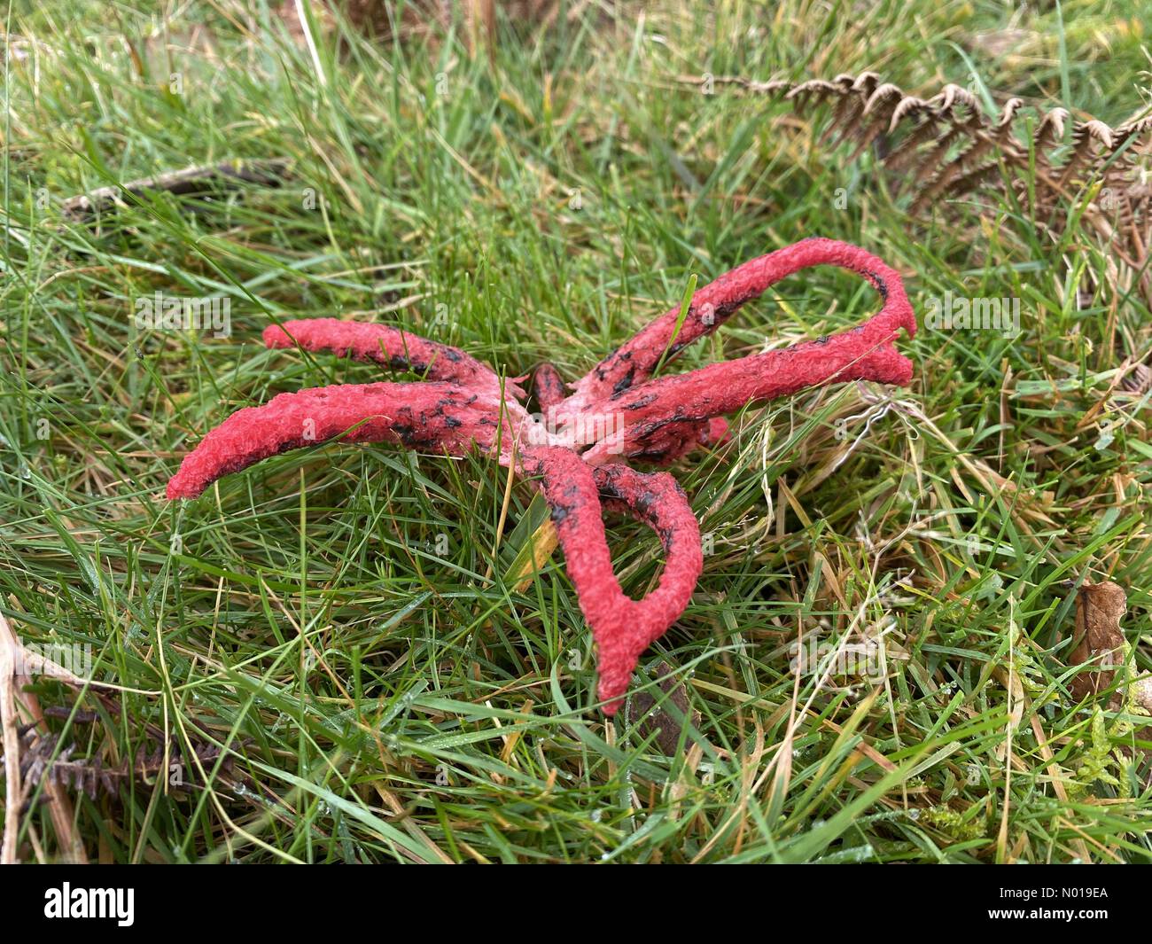 Rare eye catching Devils fingers fungus ‘Clathrus archeri' a smelly ...