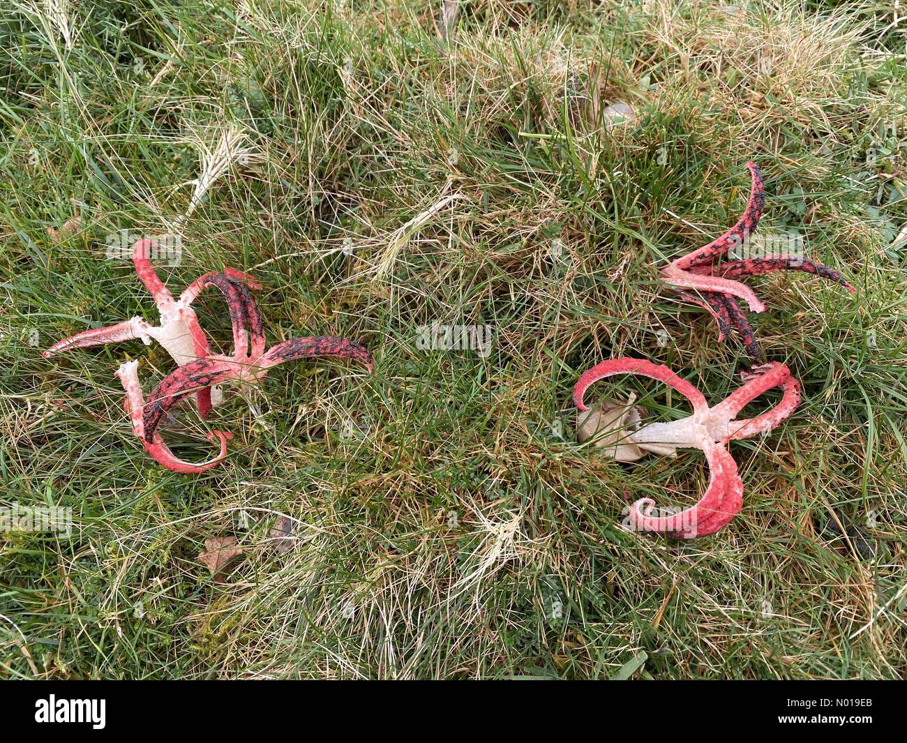 Clathrus archeri uk hi-res stock photography and images - Alamy