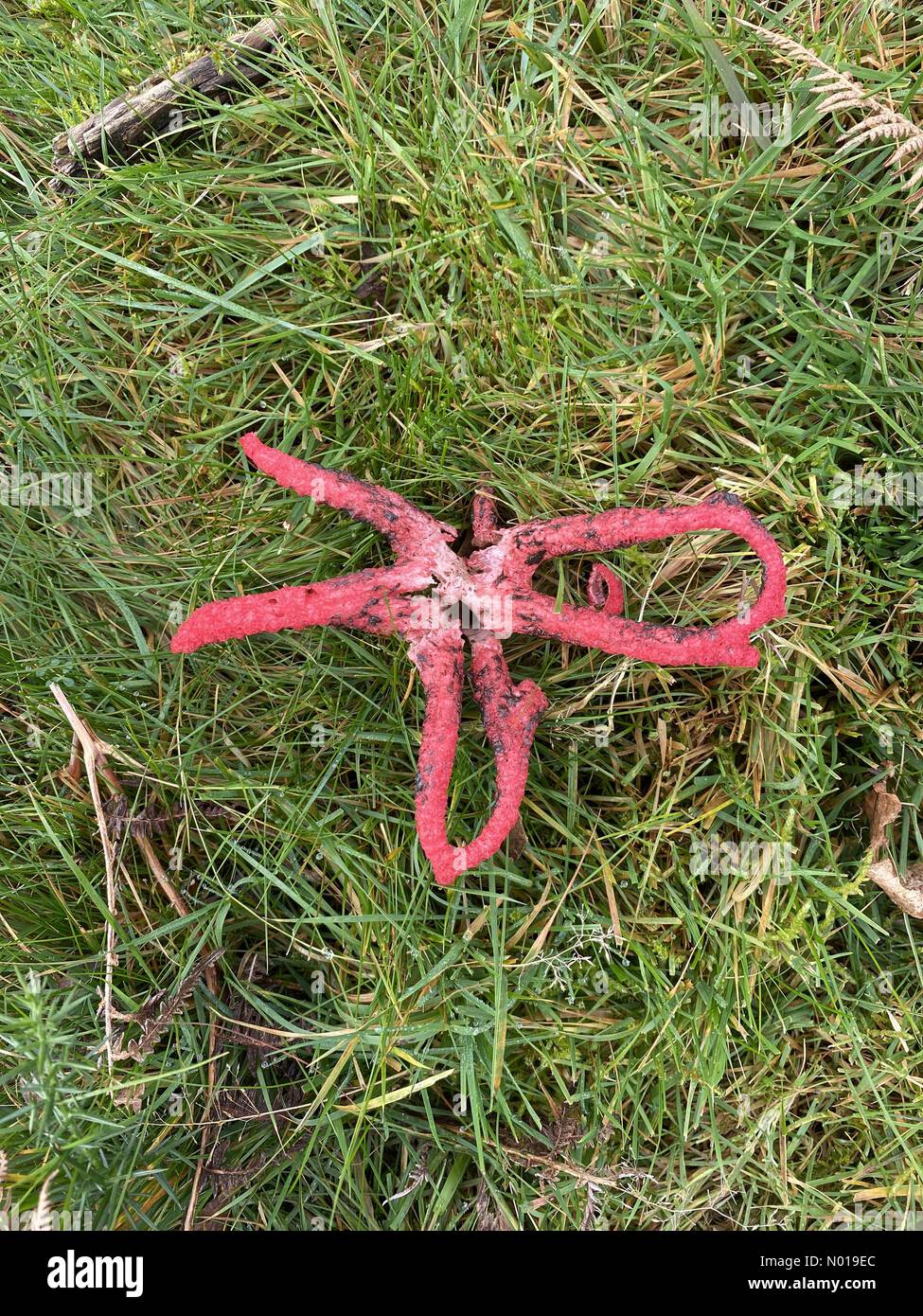 Rare eye catching Devils fingers fungus ‘Clathrus archeri' a smelly ...