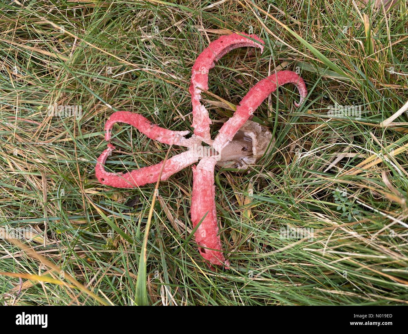 Rare eye catching Devils fingers fungus ‘Clathrus archeri' a smelly ...