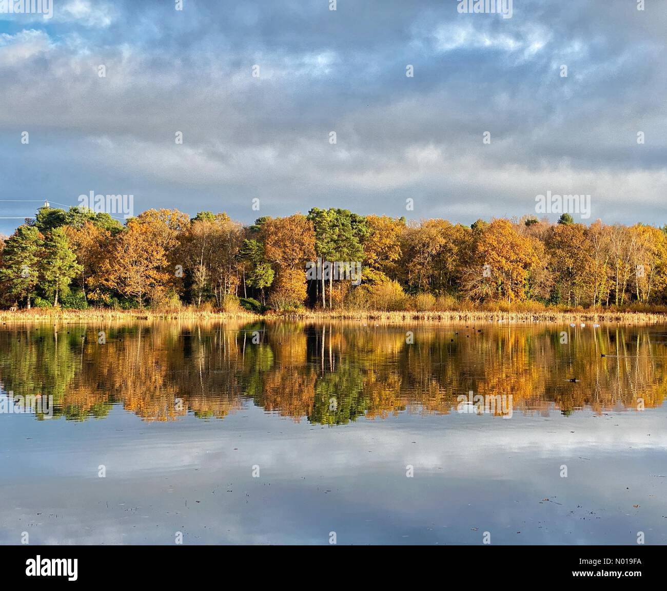 UK Weather: Calm Autumnal reflections at Stover Park near Newton Abbot ...