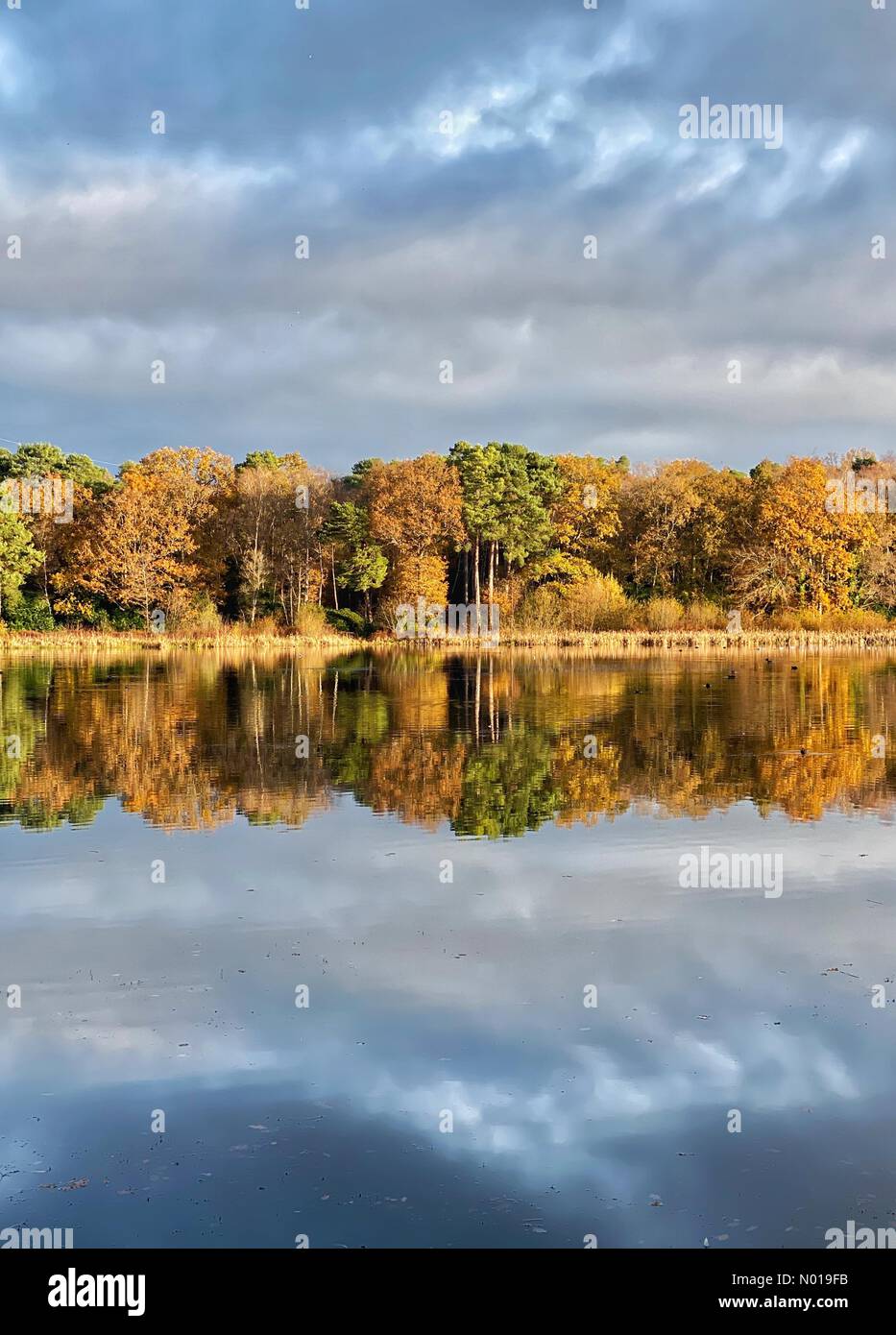 UK Weather: Calm Autumnal reflections at Stover Park near Newton Abbot ...