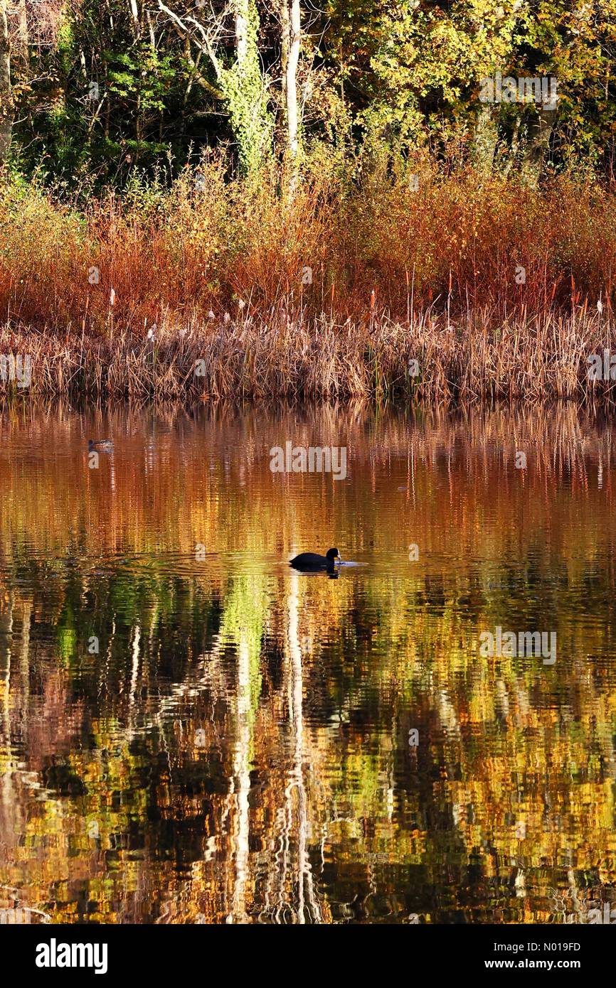 UK Weather: Calm Autumnal reflections at Stover Park near Newton Abbot ...
