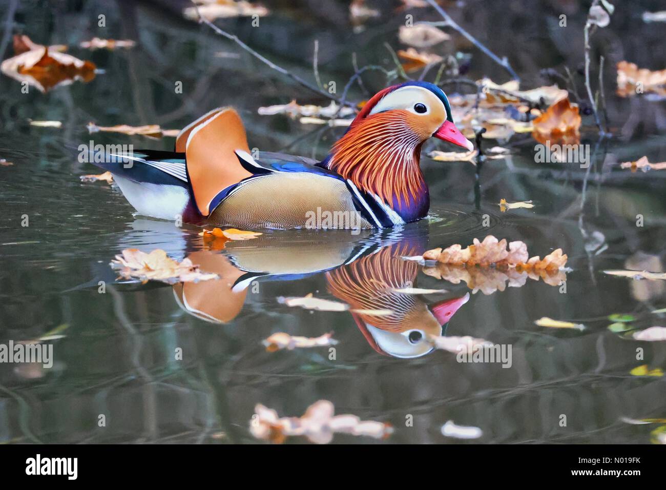 UK Weather: Colourful Mandarin Duck (Aix galericulata) swims through ...