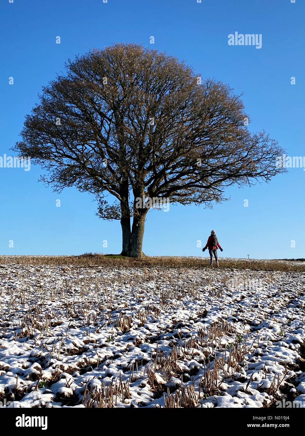 UK Weather: Raich Keene enjoys a crisp frozen walk near Dunsford, Devon ...