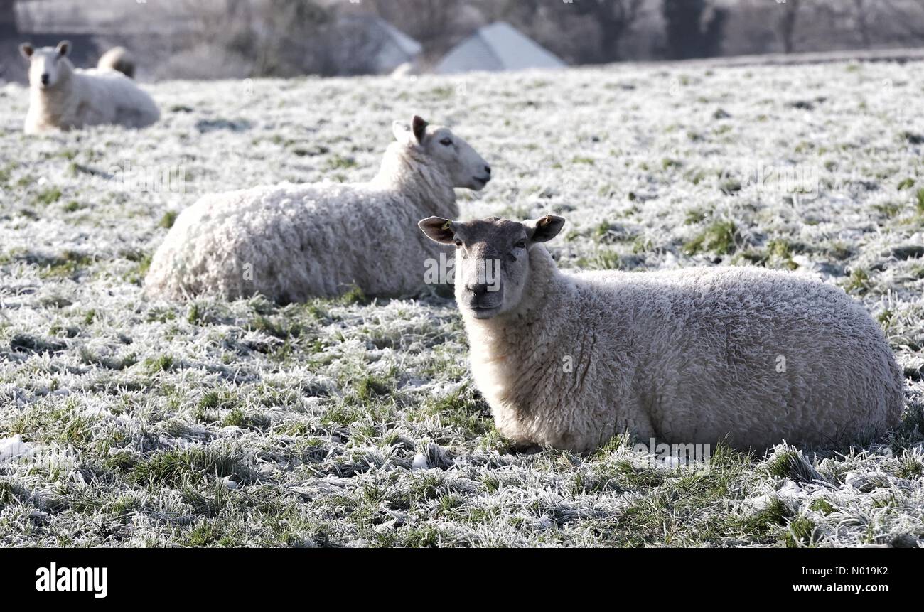 UK Weather: Frozen sheep in Dunsford, Teign Valley, Devon, UK. 2 ...