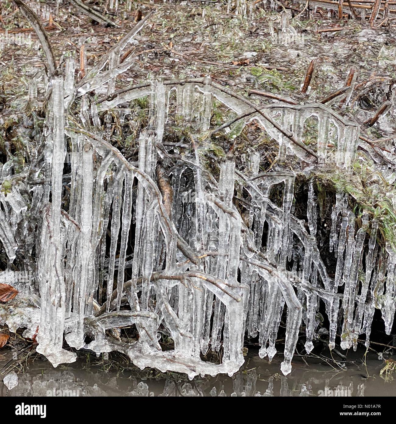 UK Weather: Icicles in Haldon Forest, near Exeter, Devon, UK. 11 ...