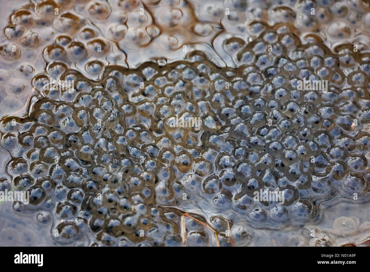 First frogspawn of year appears in South West of England. An early sign ...