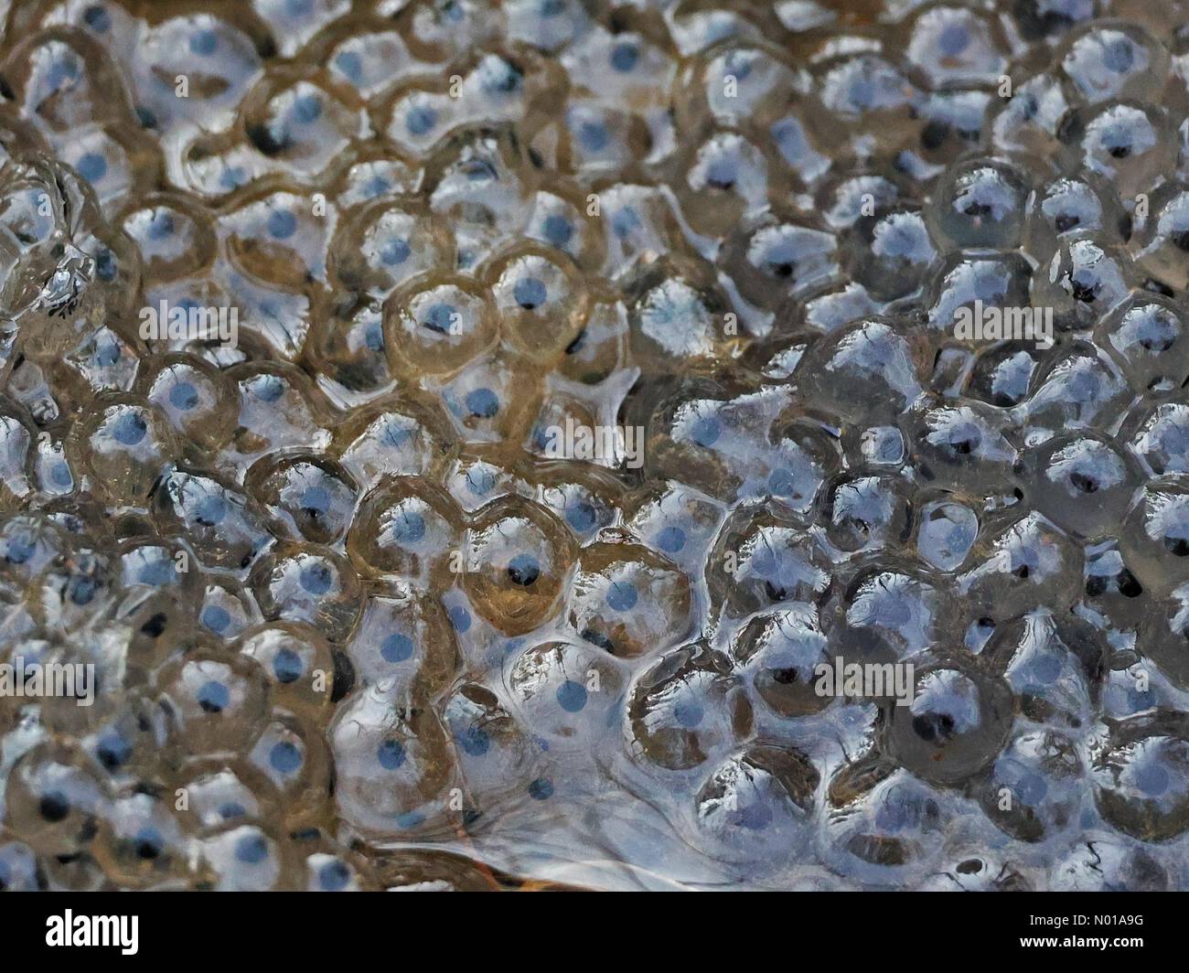 First frogspawn of year appears in South West of England. An early sign ...