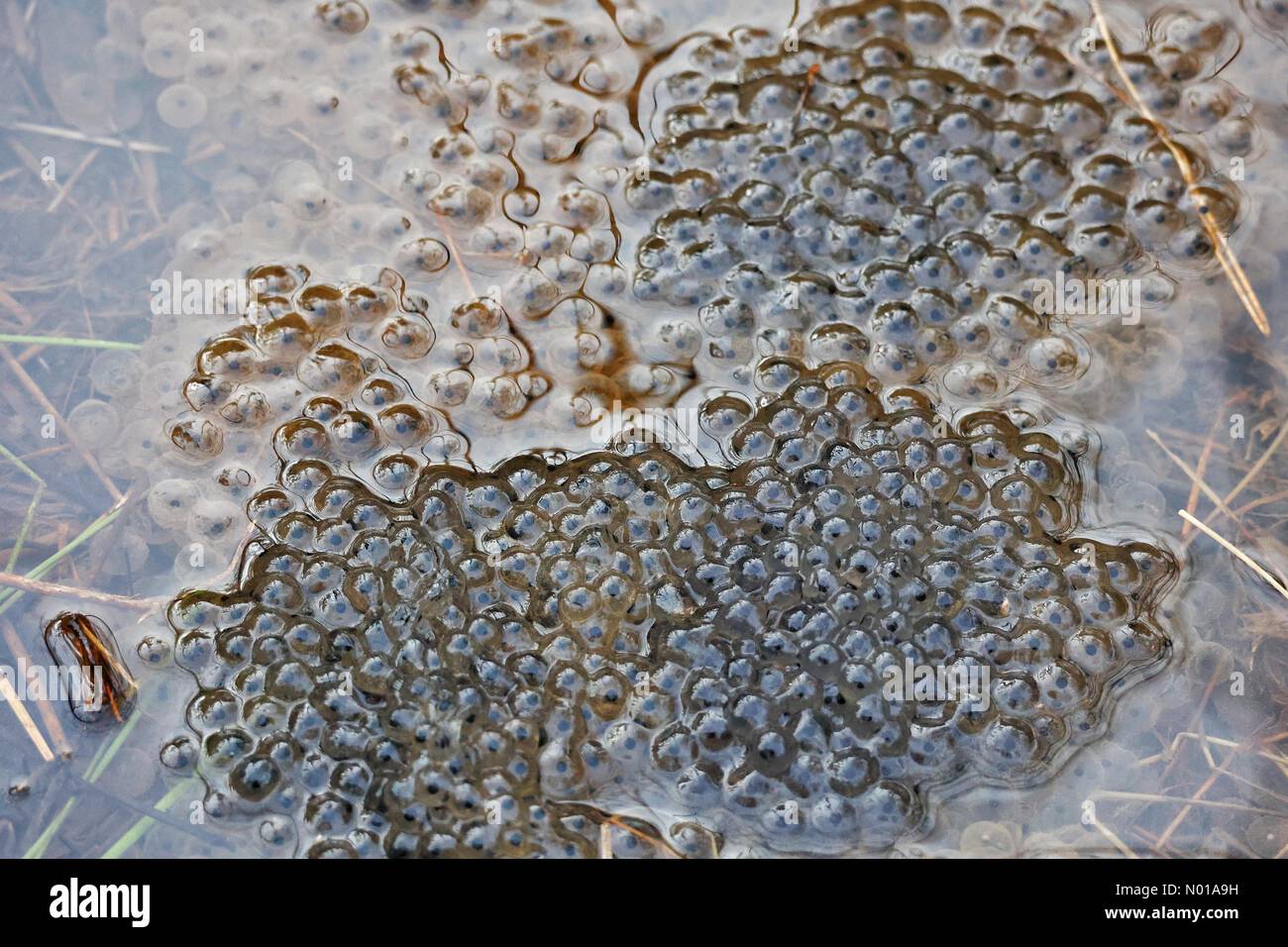 First frogspawn of year appears in South West of England. An early sign ...