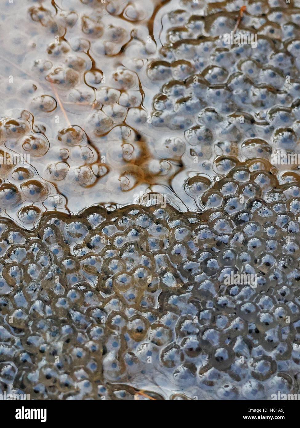 First frogspawn of year appears in South West of England. An early sign ...