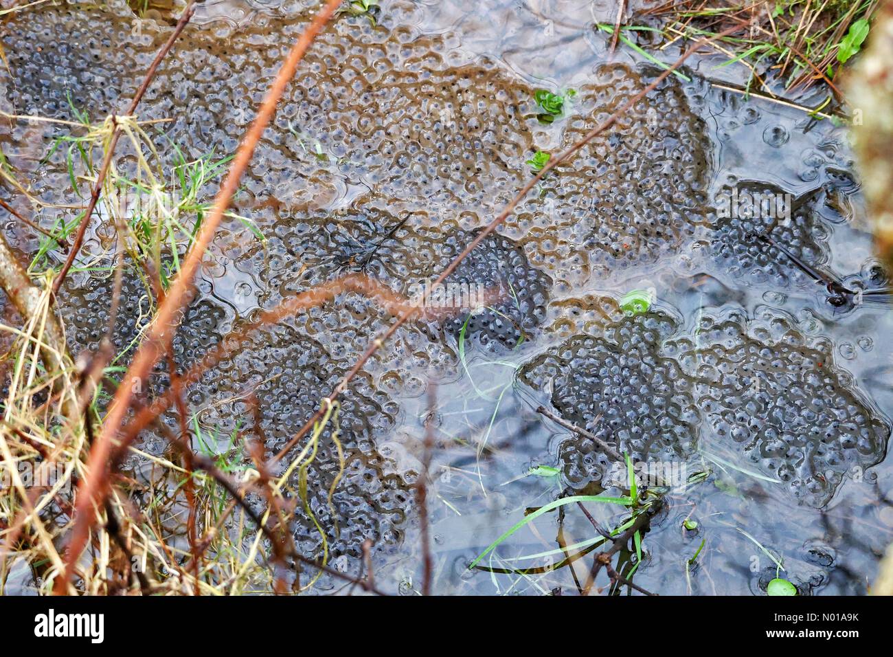 First frogspawn of year appears in South West of England. An early sign ...