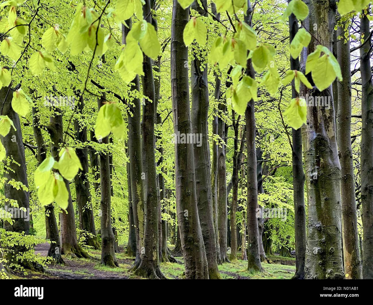 UK Weather: Raining at Rivington, Lancashire. Light rain at Rivington ...