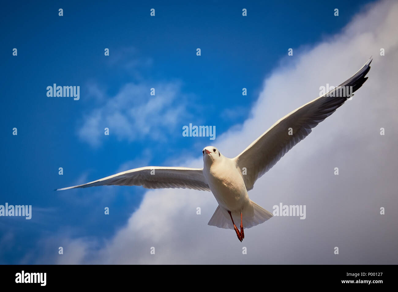 Seagull in flight Stock Photo - Alamy