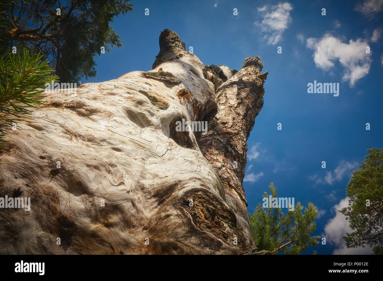 Scorched tree trunk Stock Photo - Alamy