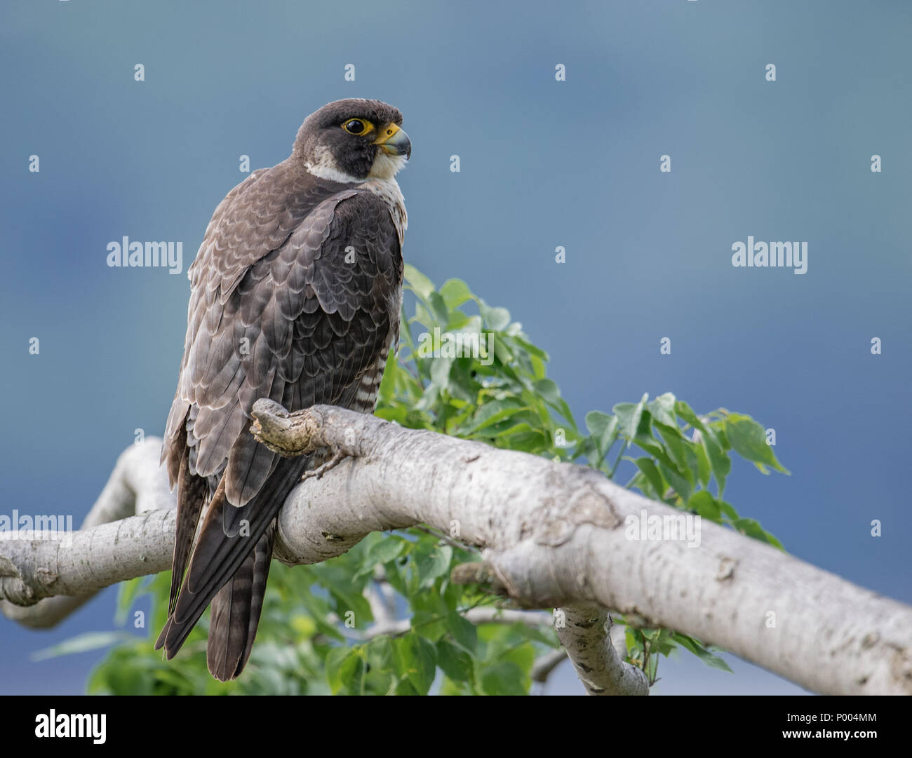 Peregrine falcon england hi-res stock photography and images - Alamy