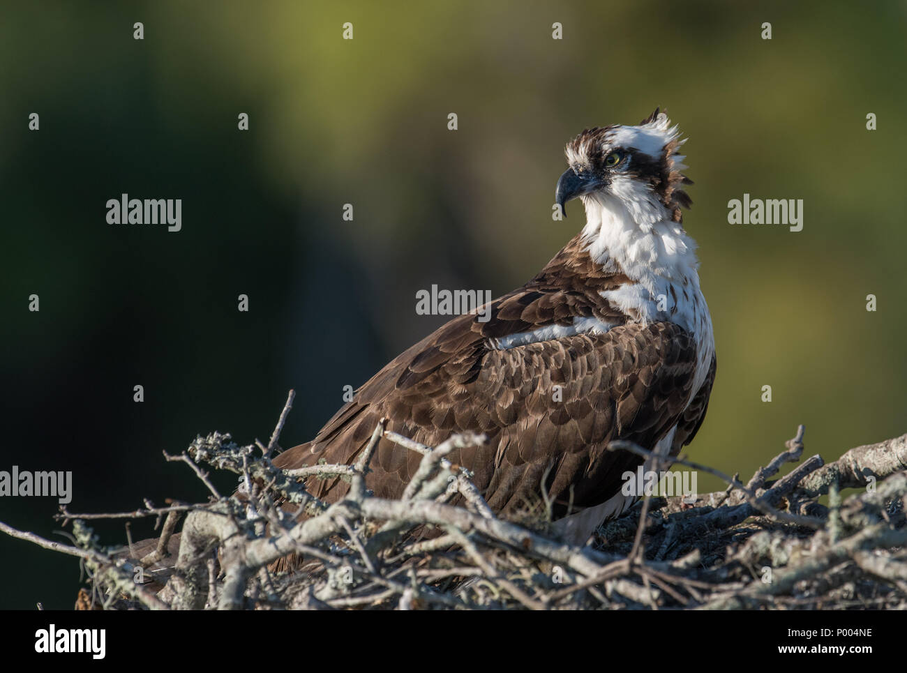 Osprey flying feet hi-res stock photography and images - Alamy